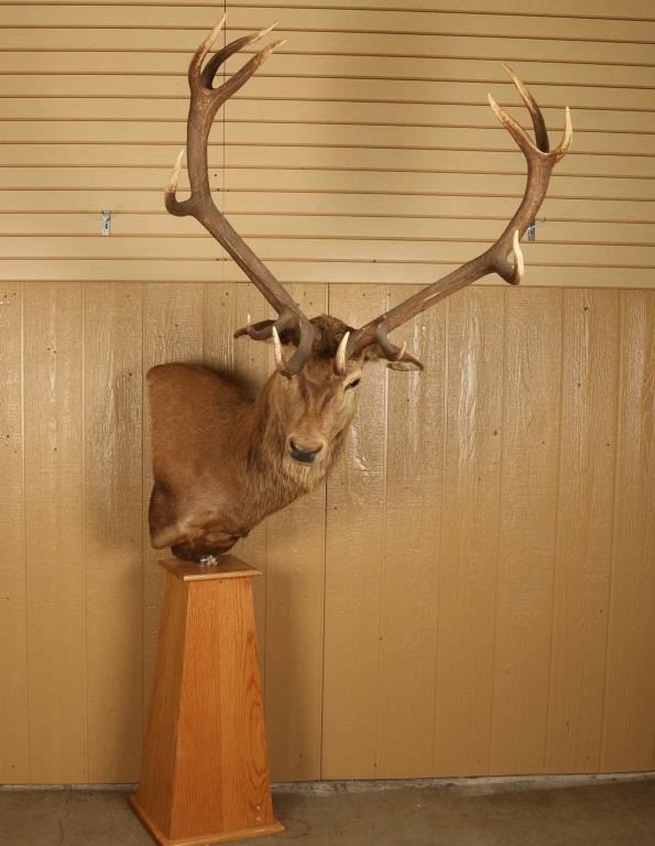 Red Stag Mount on Pedestal