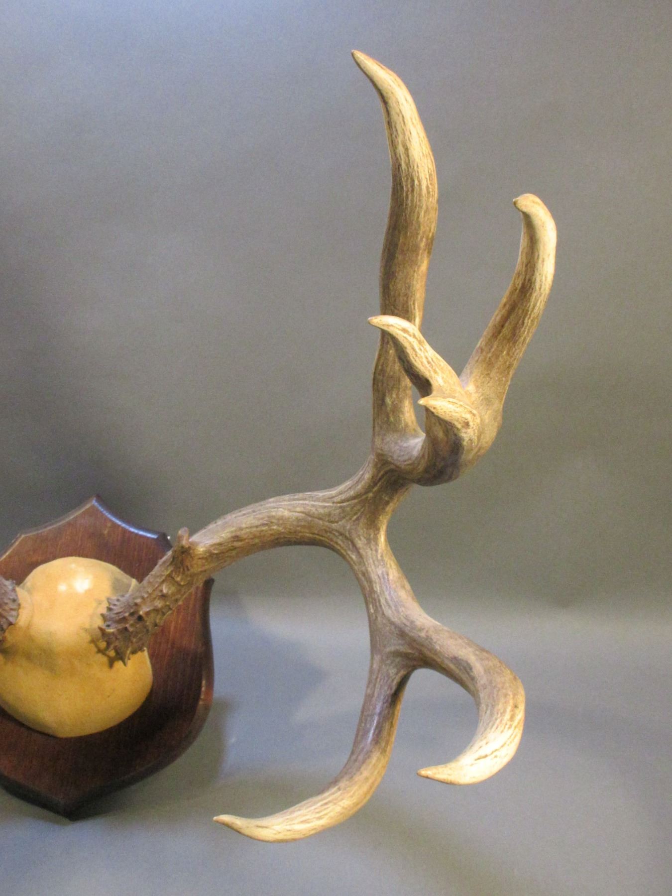 7 X 8 Mule Deer Rack On Board- 27"W- Bases 6"