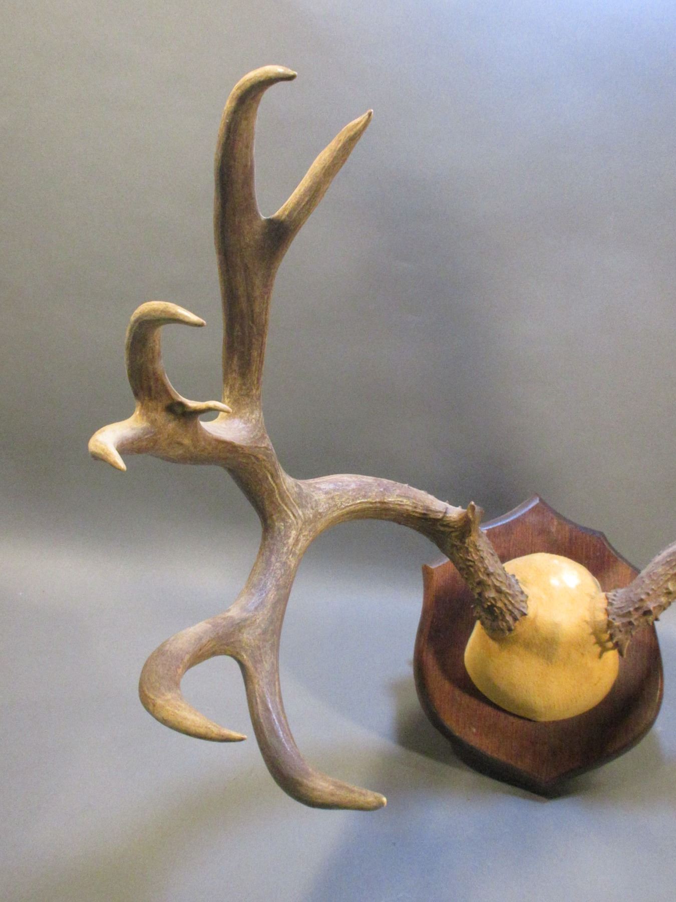 7 X 8 Mule Deer Rack On Board- 27"W- Bases 6"