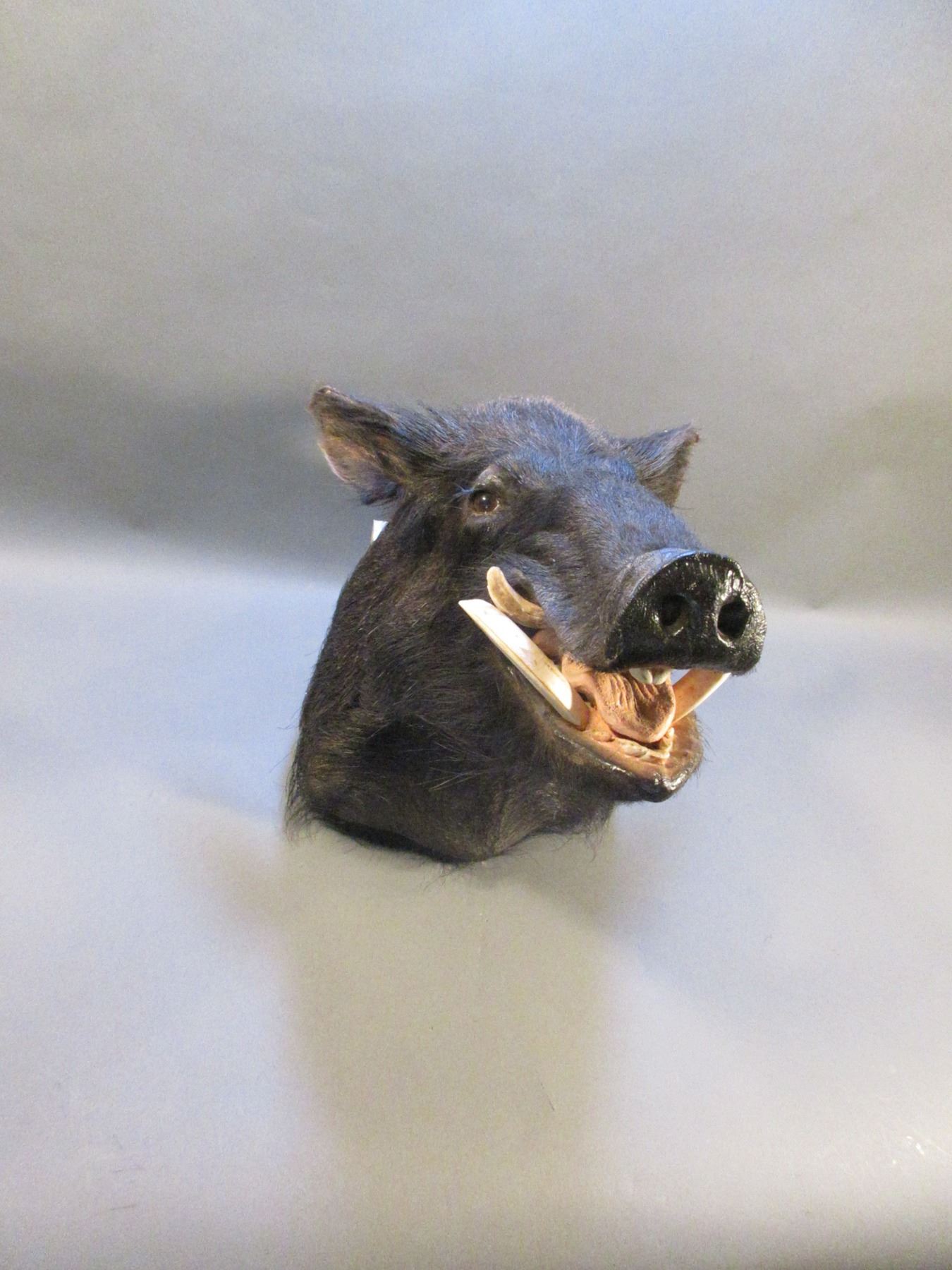 Wild Boar Shoulder Mount- 5" Tusks