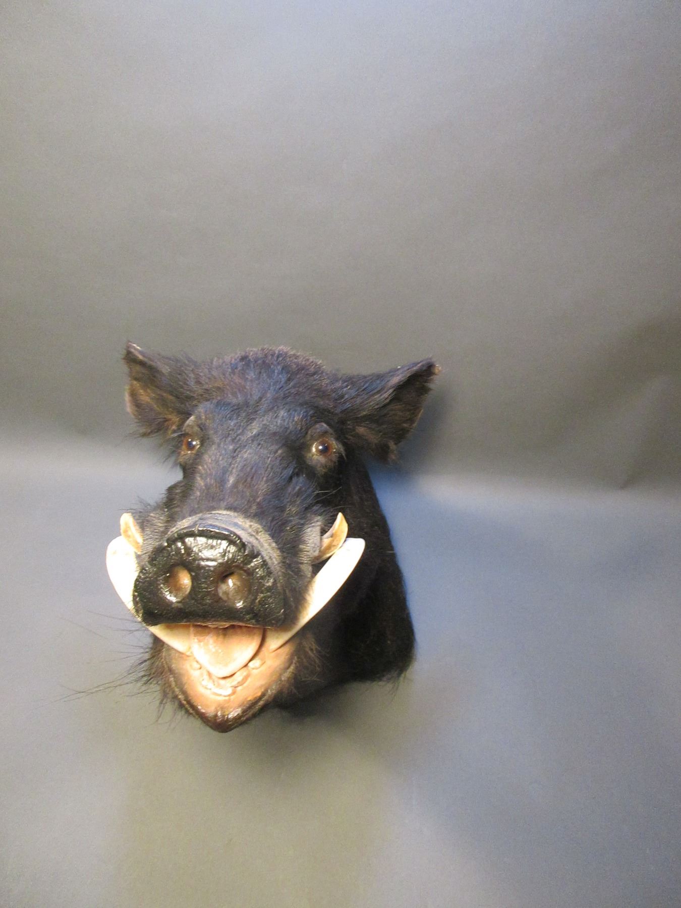 Wild Boar Shoulder Mount- 5" Tusks