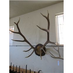 6 X 6 Bull Elk Rack On Board- 42" Beams- 40"W