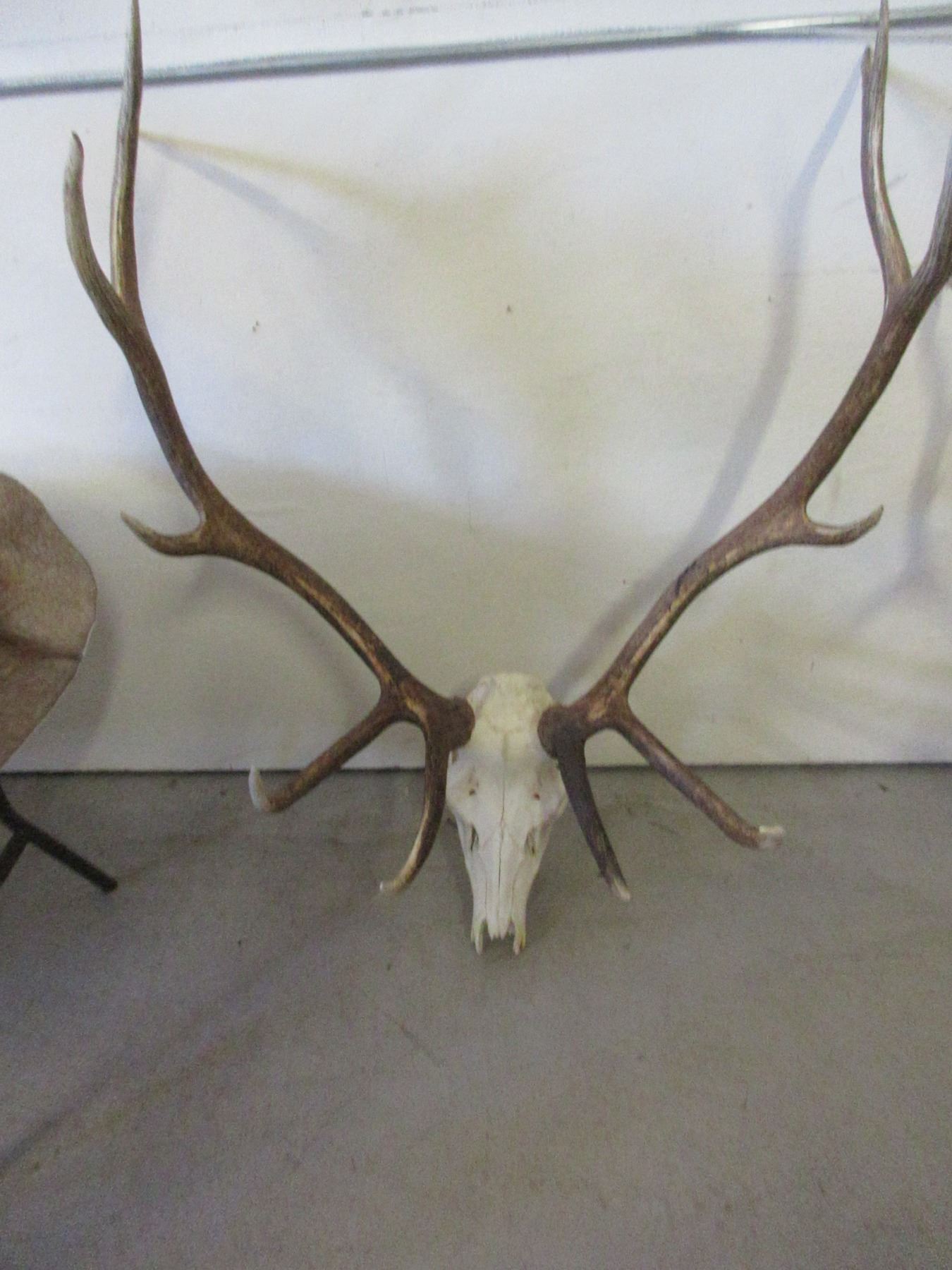 6 X 6 European Bull Elk Mount- 44" Beams X 35"W X 9.5" Bases