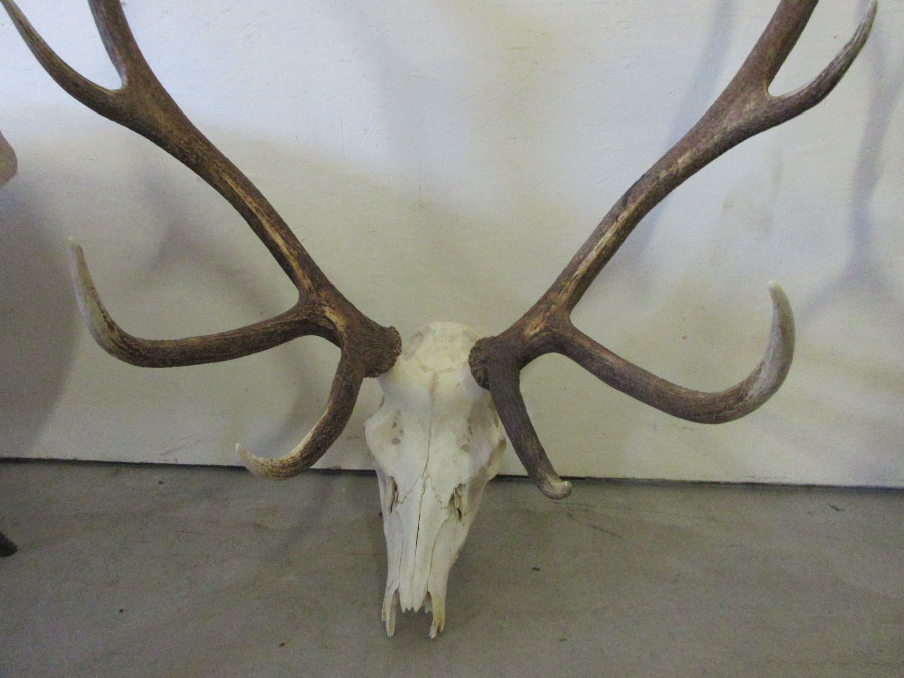 6 X 6 European Bull Elk Mount- 44" Beams X 35"W X 9.5" Bases