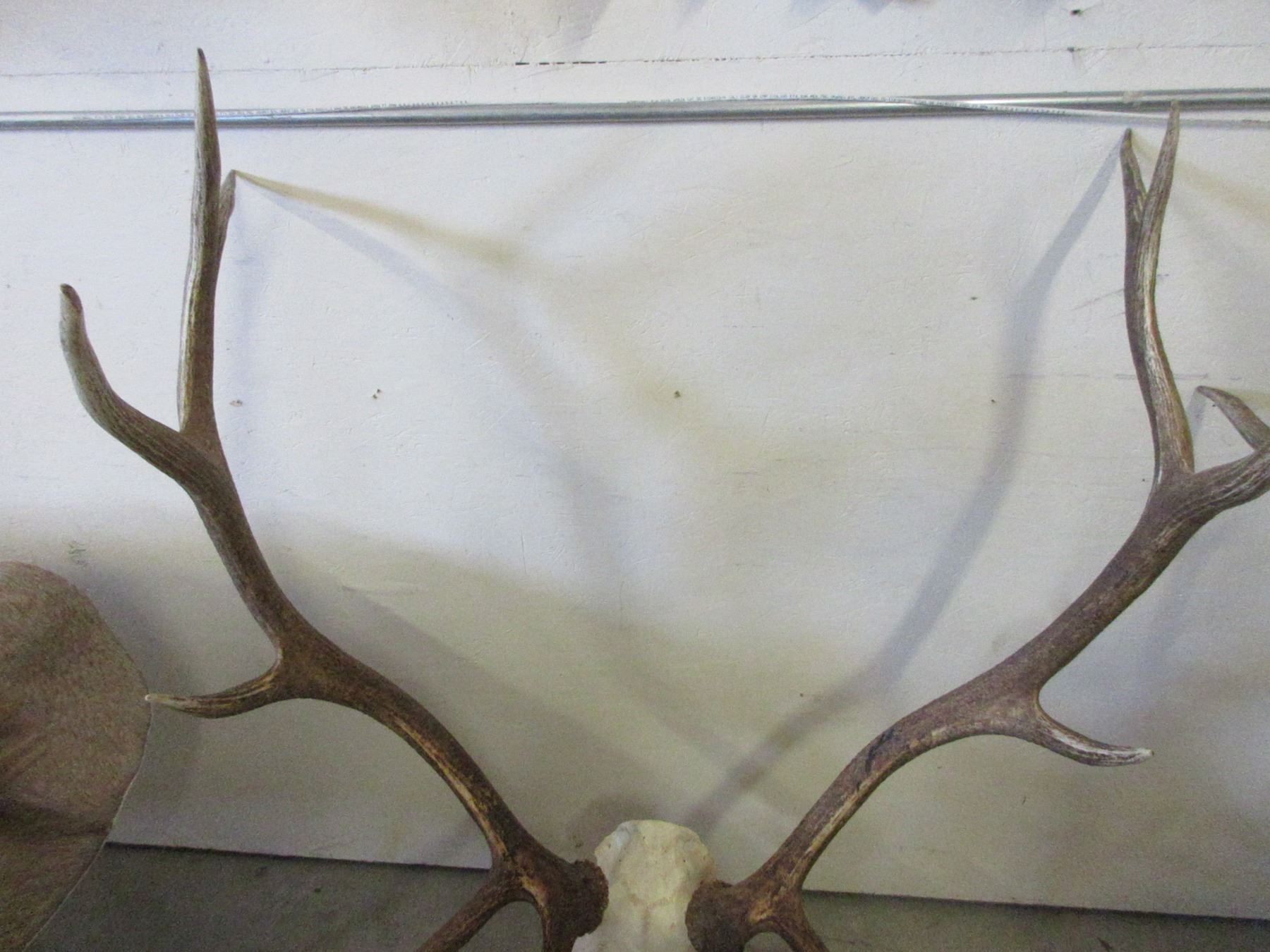 6 X 6 European Bull Elk Mount- 44" Beams X 35"W X 9.5" Bases