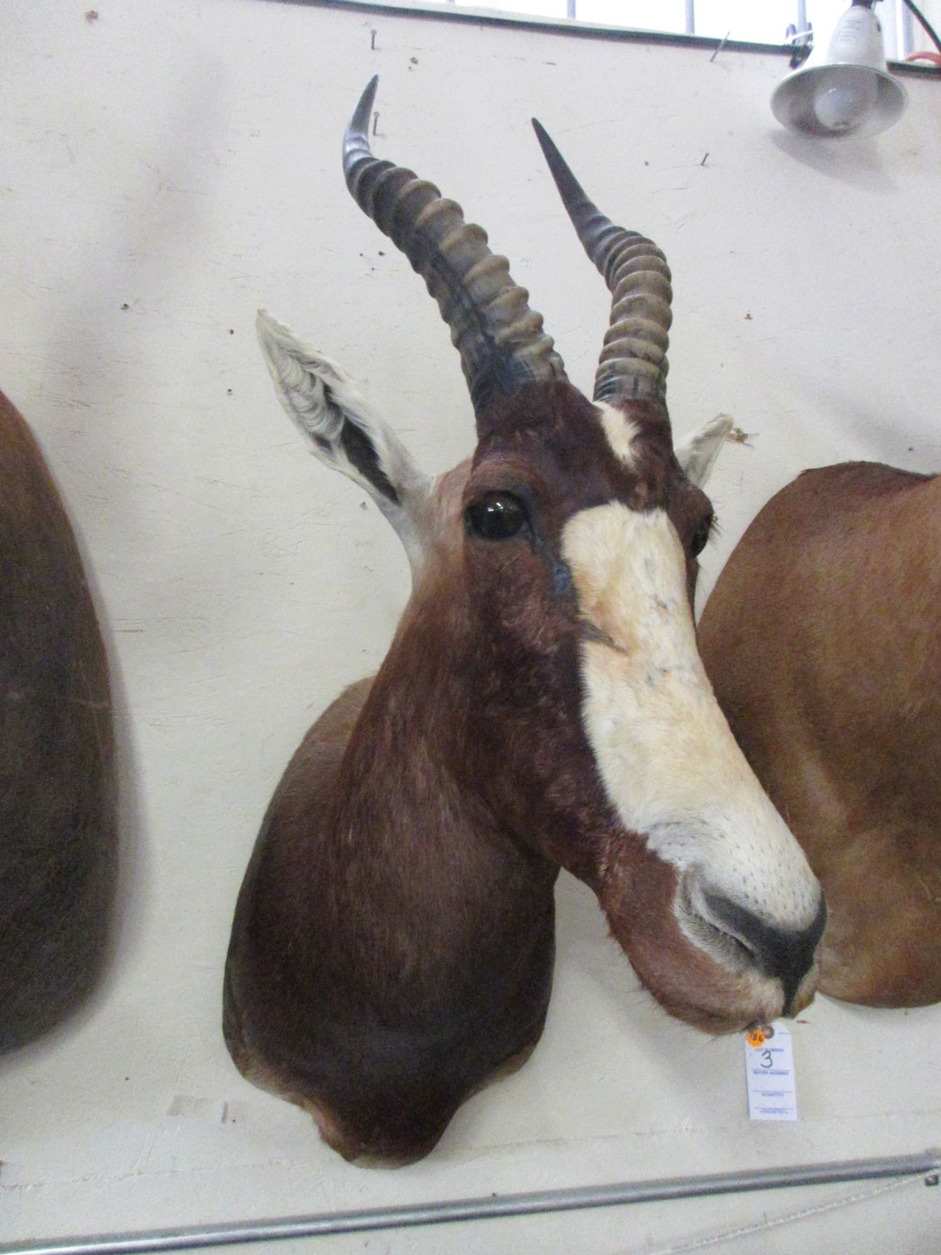 Bontebok Shoulder Mount- 13" Beams- 8"W X 6.5" Bases
