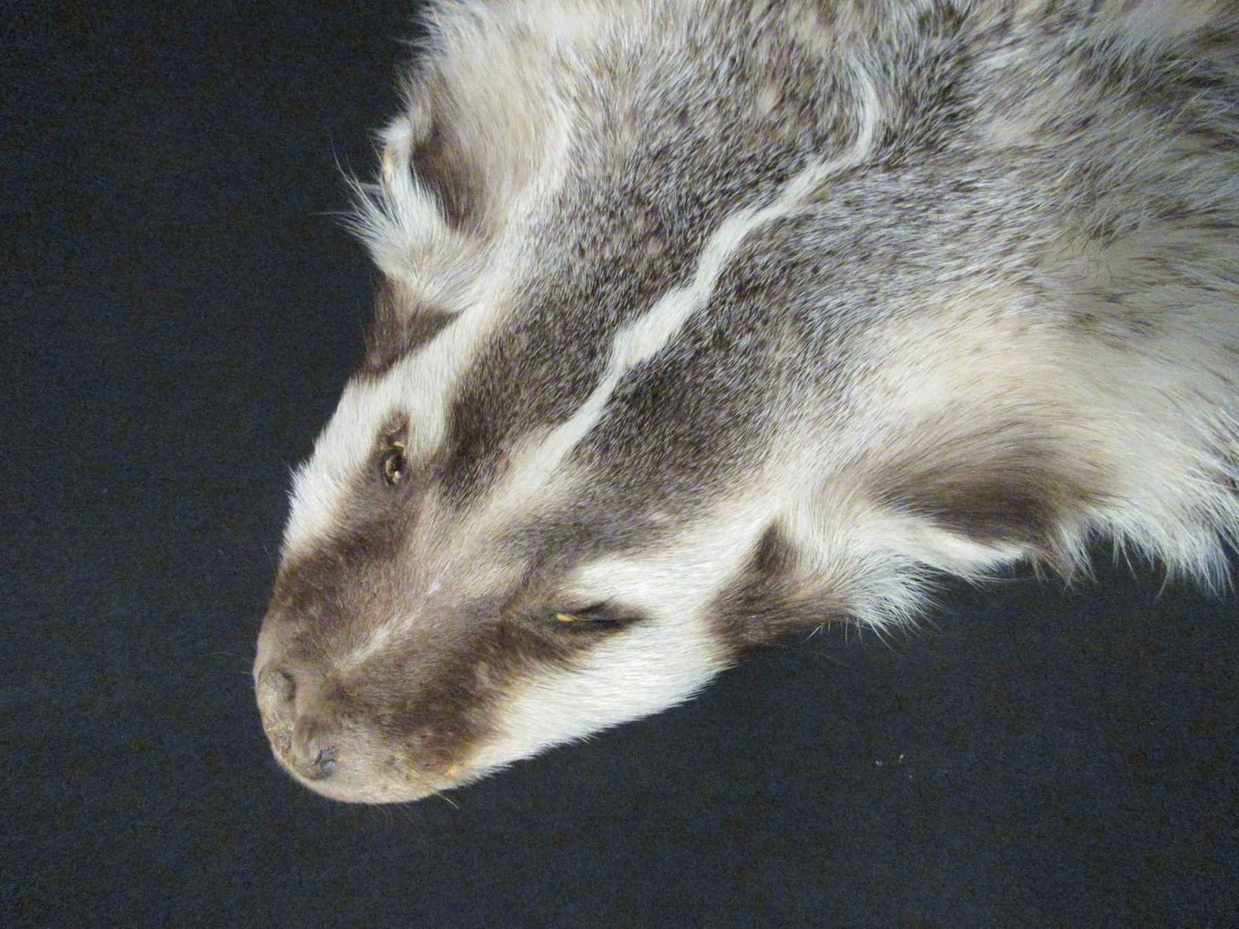 Tanned Badger Hide With Feet- 30" X 9"- 3 Holes In Belly