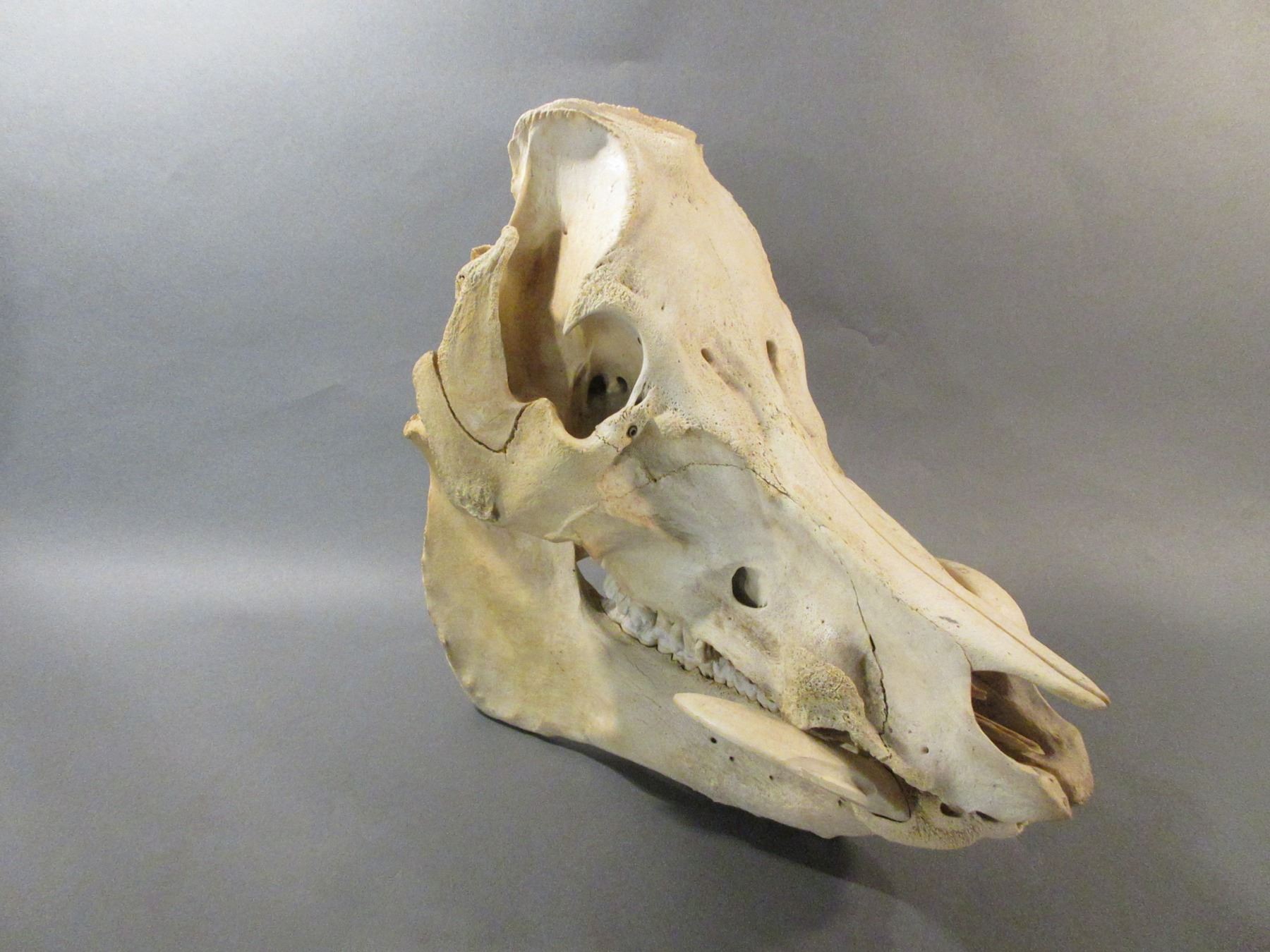 Large Boar Skull With Tusks- 13" X 13"