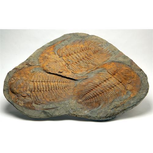 Esthetic Slab with Three Gigantic Trilobites