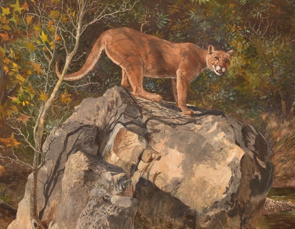 Travis Keese Mountain Lion Oil Painting