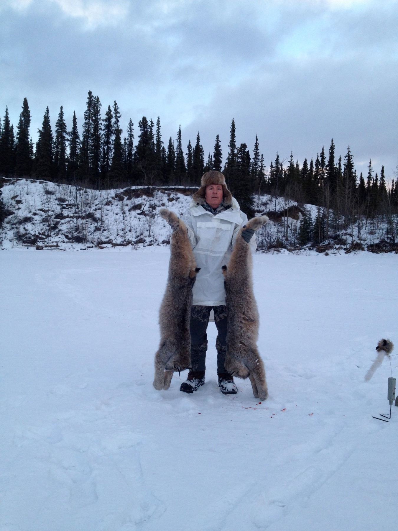 7 Day Alaska Wolf and Predator Hunt