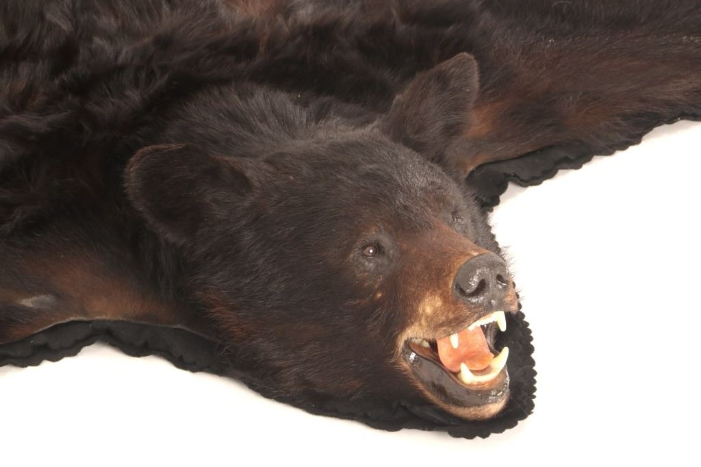 Montana Trophy Taxidermy Black Bear Hide Rug