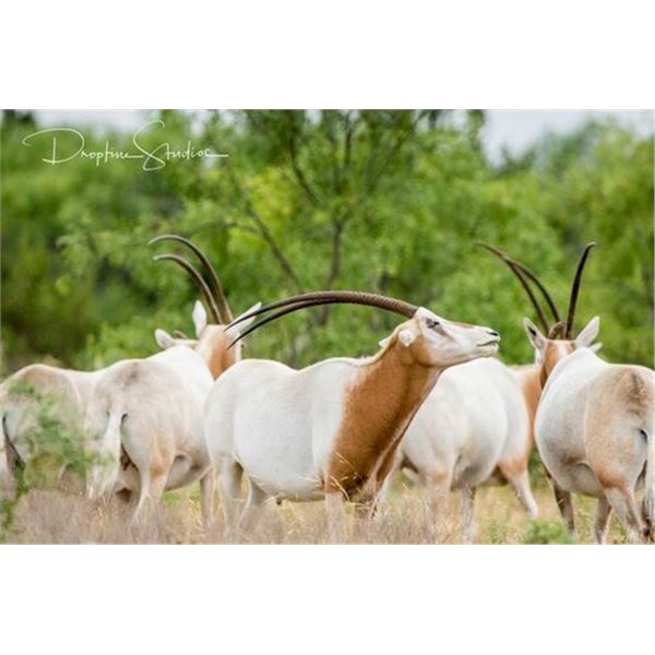 Scimitar Oryx Bull and Red Sheep Ram for 1 Hunter and 1 Non-Hunter