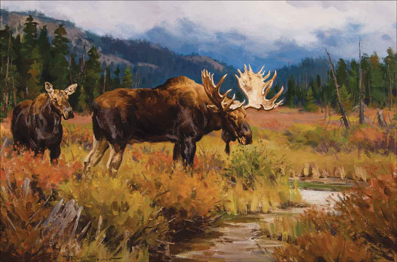 Ray Sexton -Moose at Vermillion Lakes