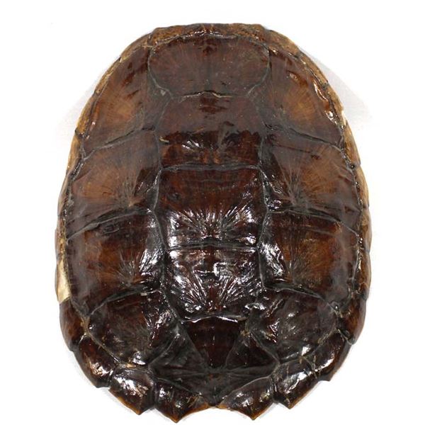 Turtle Carapace (Shell)