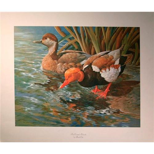 Red Crested Pochards Litho- Basil Ede #1857428