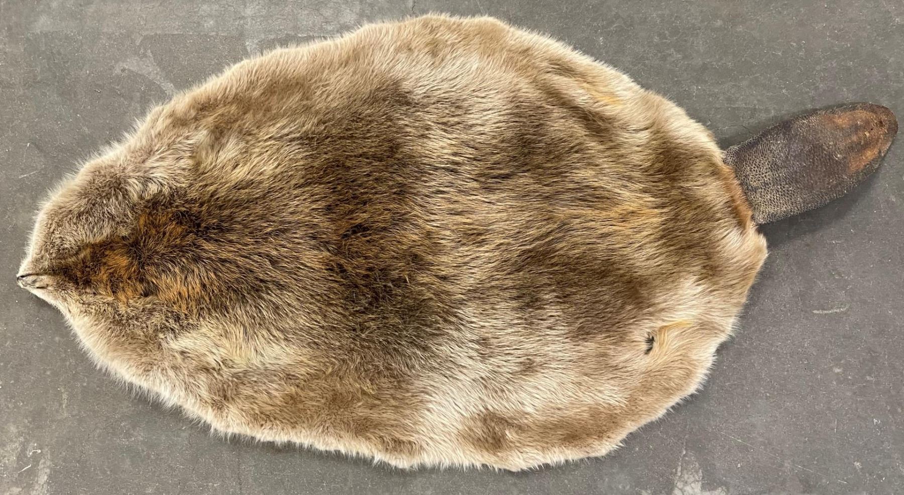 Large Montana Taxidermy Beaver with Tail