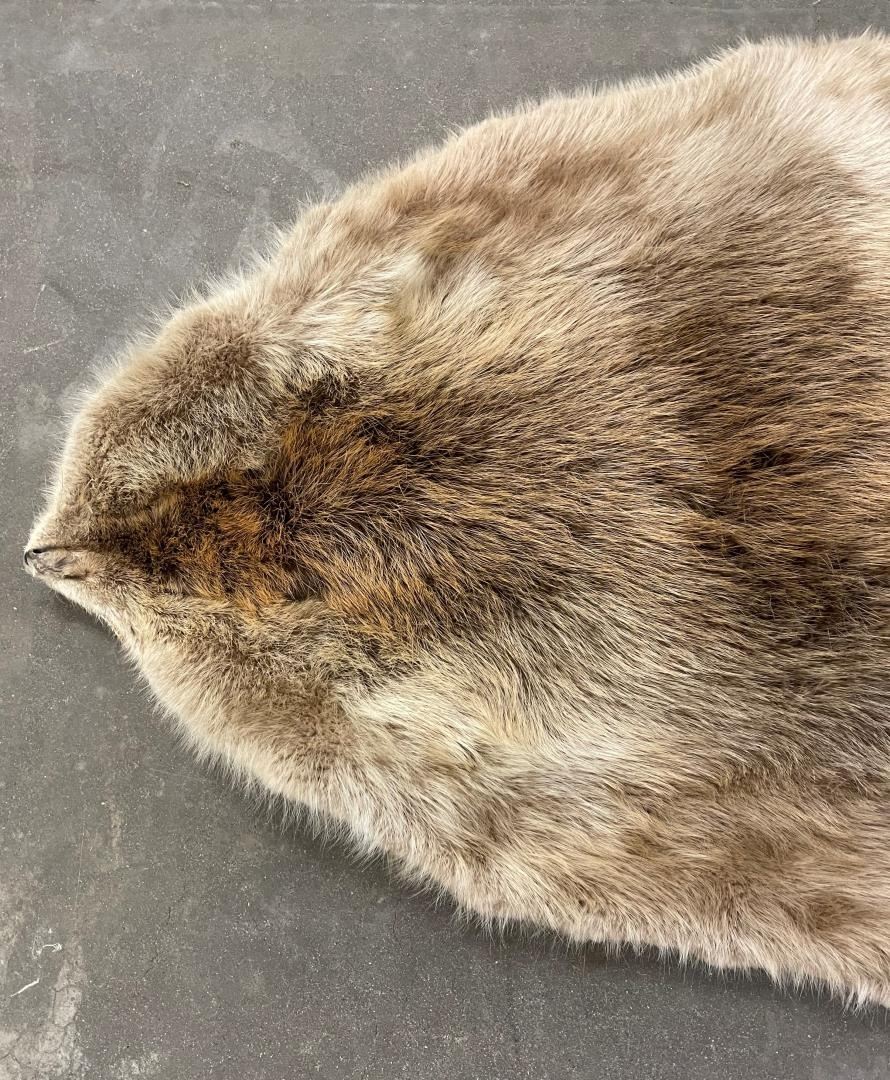 Large Montana Taxidermy Beaver with Tail