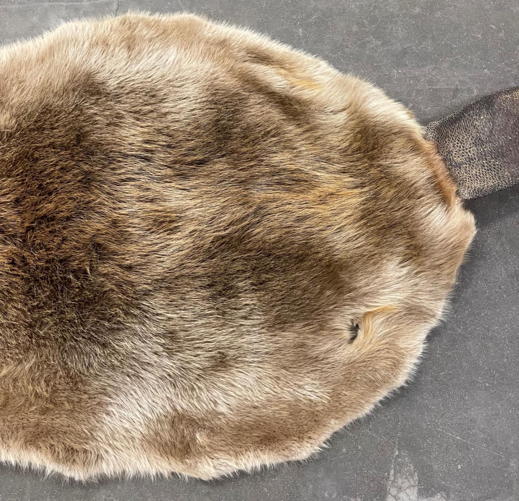 Large Montana Taxidermy Beaver with Tail