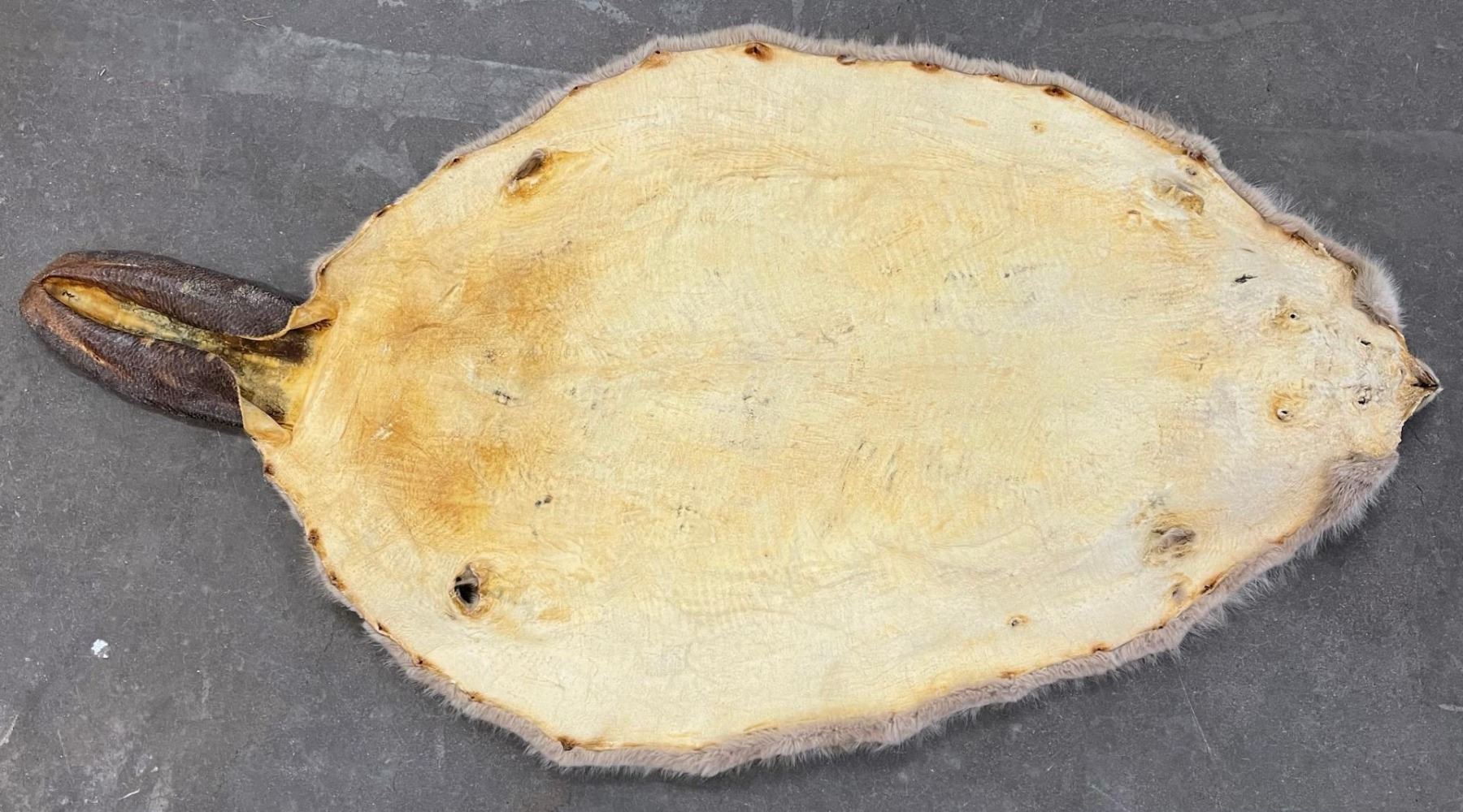 Large Montana Taxidermy Beaver with Tail