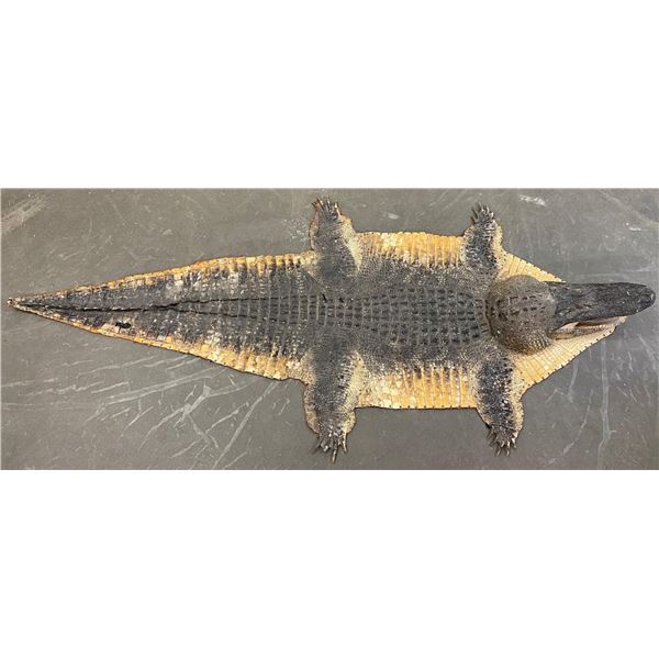 Gigantic Taxidermy Trophy Alligator Rug