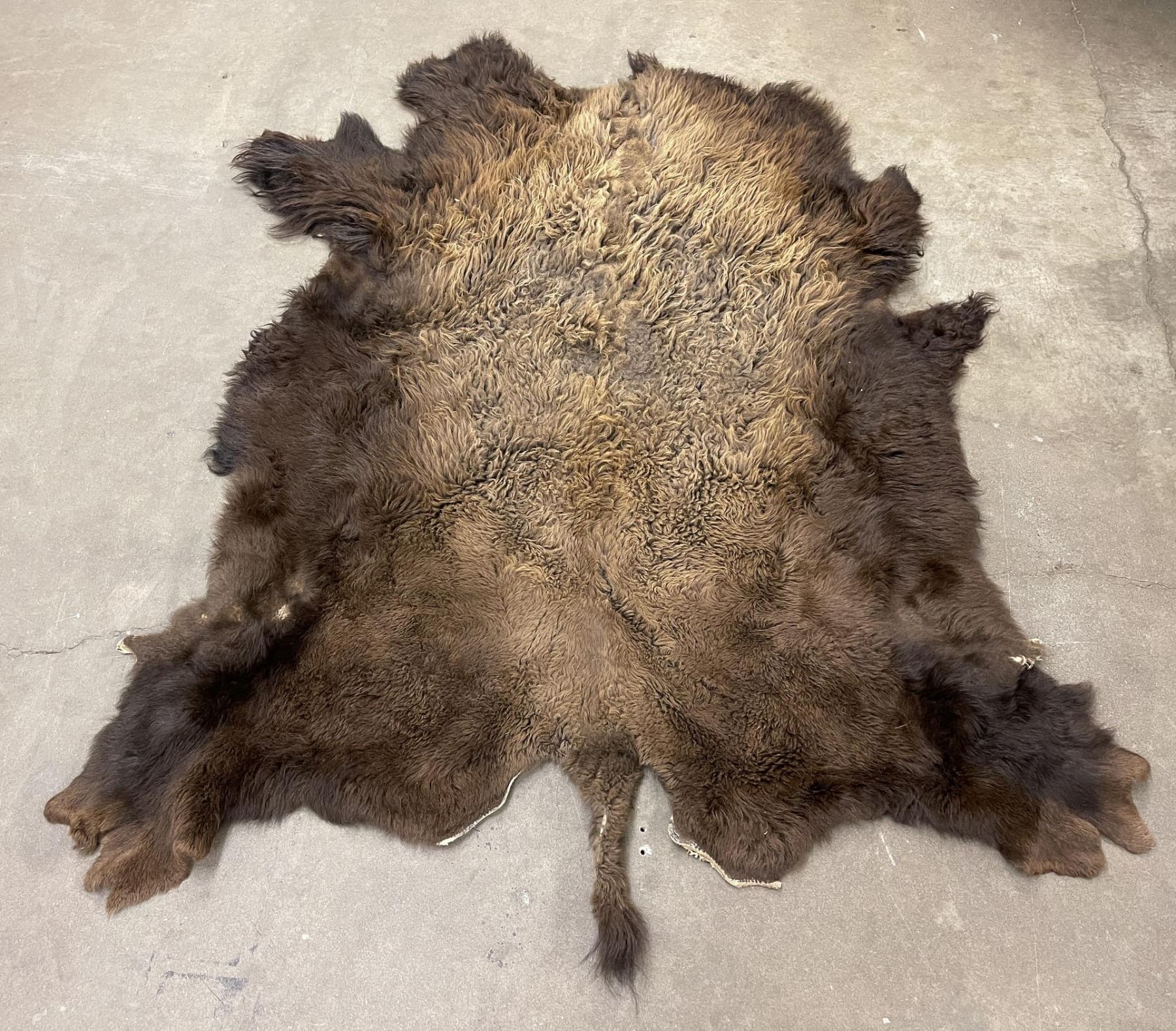 Large Taxidermy Montana Buffalo Hide Robe Rug