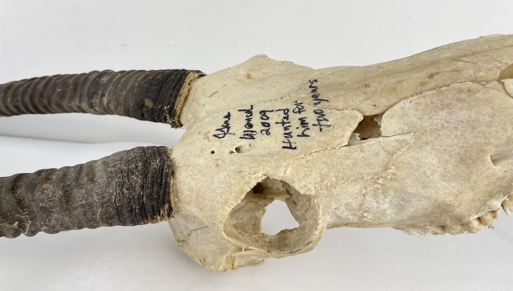 Gene Wensel African Gemsbok Skull Mount