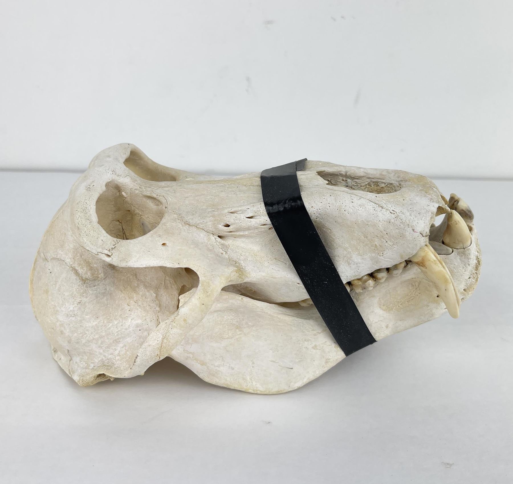 Gene Wensel African Baboon Skull Mount