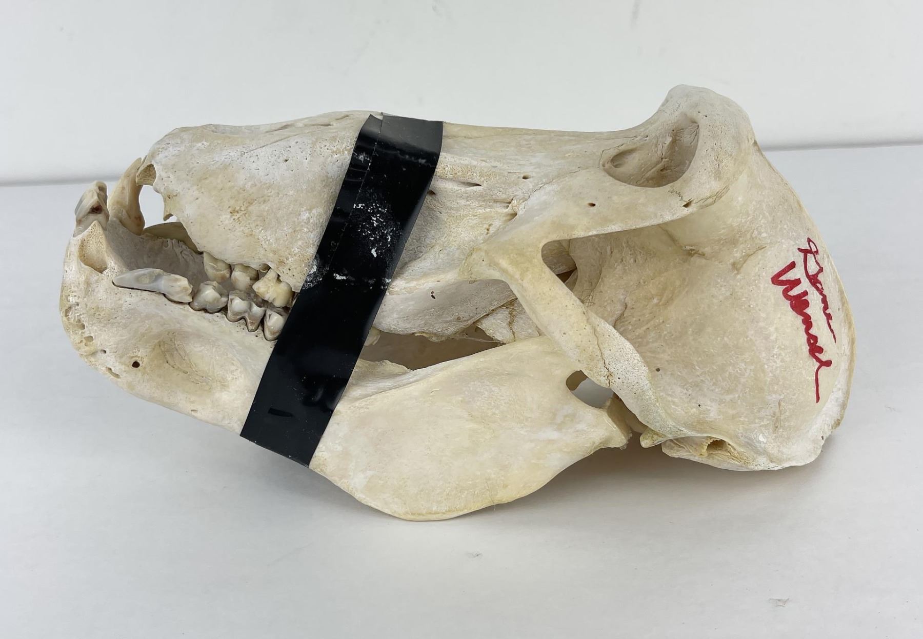 Gene Wensel African Baboon Skull Mount