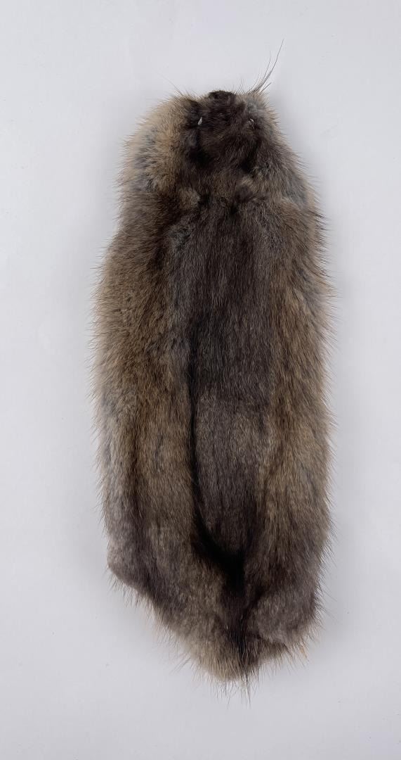 Montana Muskrat Taxidermy Fur Pelt Hide