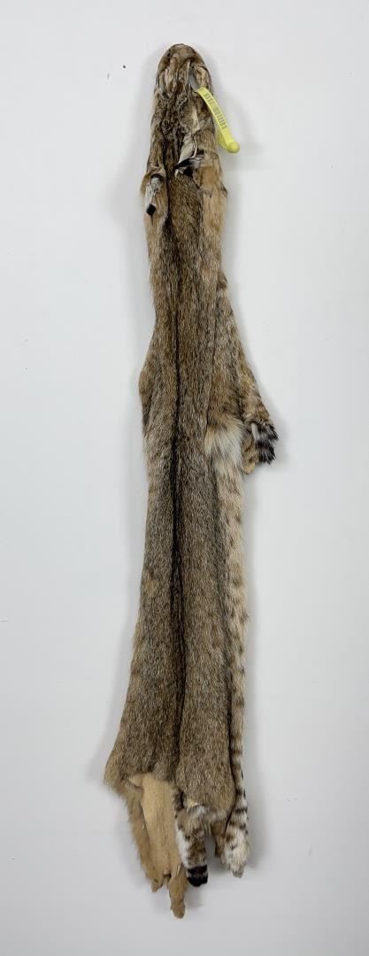Texas Bobcat Taxidermy Tanned Pelt Fur