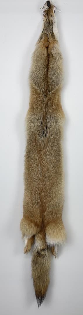 Very Nice Montana Taxidermy Coyote Pelt