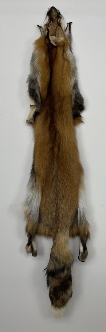 Beautiful Ranch Red Fox Fur Pelt Taxidermy