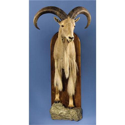 AOUDAD SHEEP HALF-BODY MOUNT