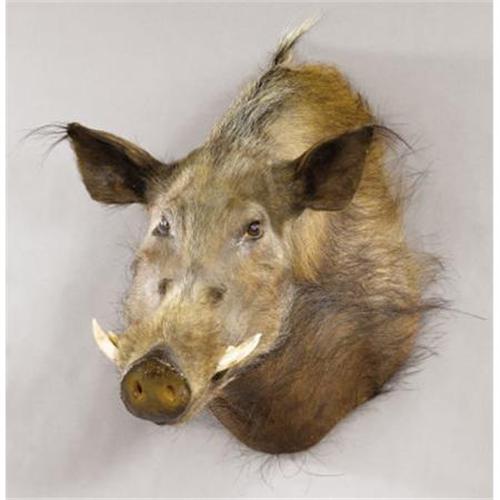 AFRICAN BUSHPIG SHOULDER MOUNT