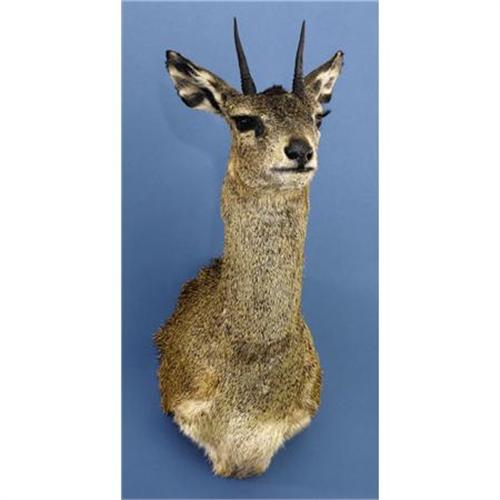 AFRICAN KLIPSPRINGER SHOULDER MOUNT