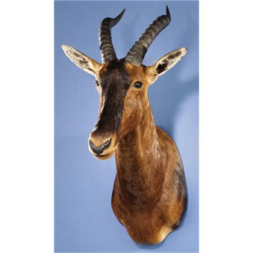 AFRICAN TOPI SHOULDER MOUNT