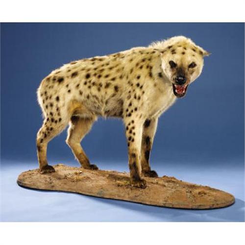 SPOTTED HYENA FULL-BODY MOUNT