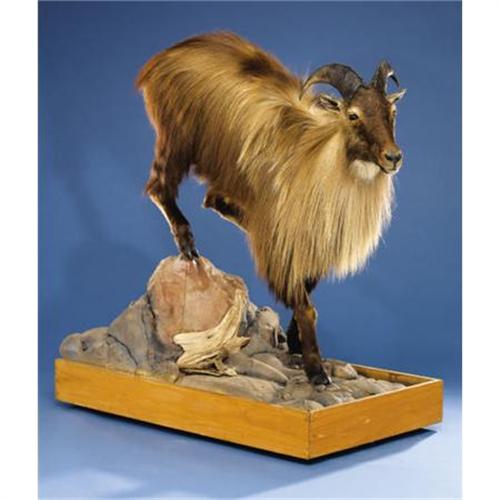 HIMALAYAN TAHR FULL-BODY MOUNT