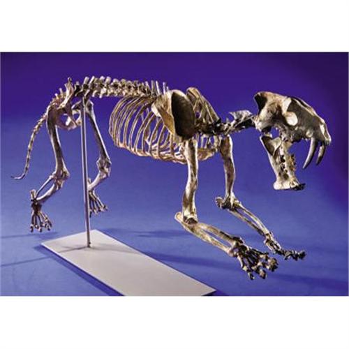 SUPERB COMPLETE SABRE-TOOTHED CAT SKELETON