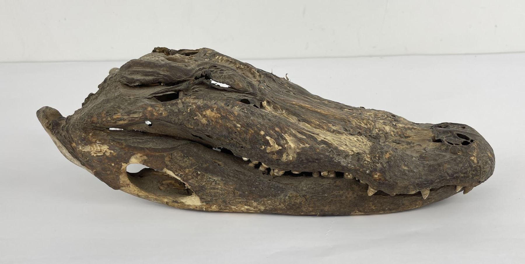 Antique Civil War Slave Plantation Alligator Skull