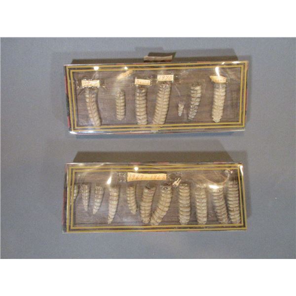 2 Display Cases with 18 Snake Rattles