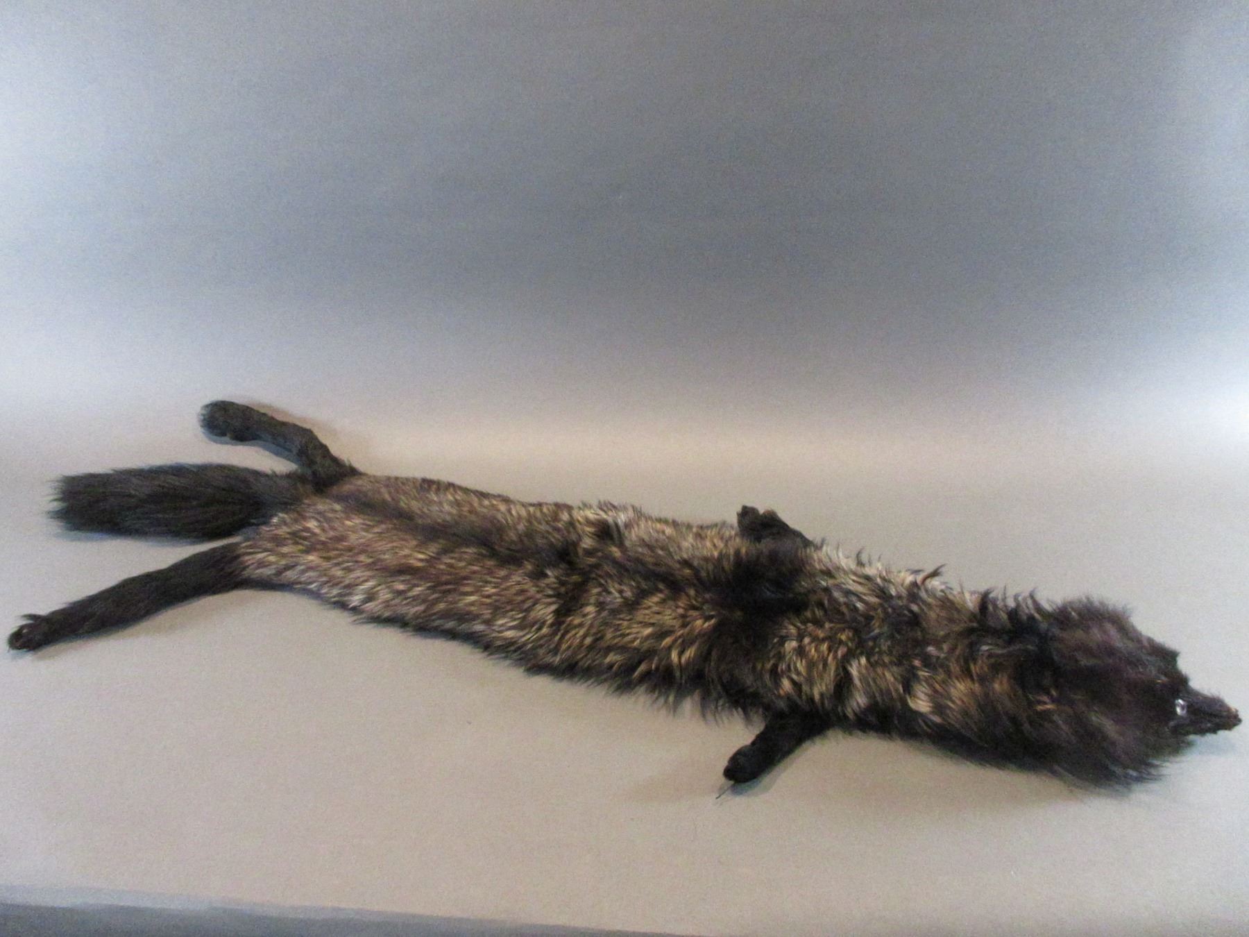 Tanned Cross Fox Hide- 37"- Missing Tail Tip