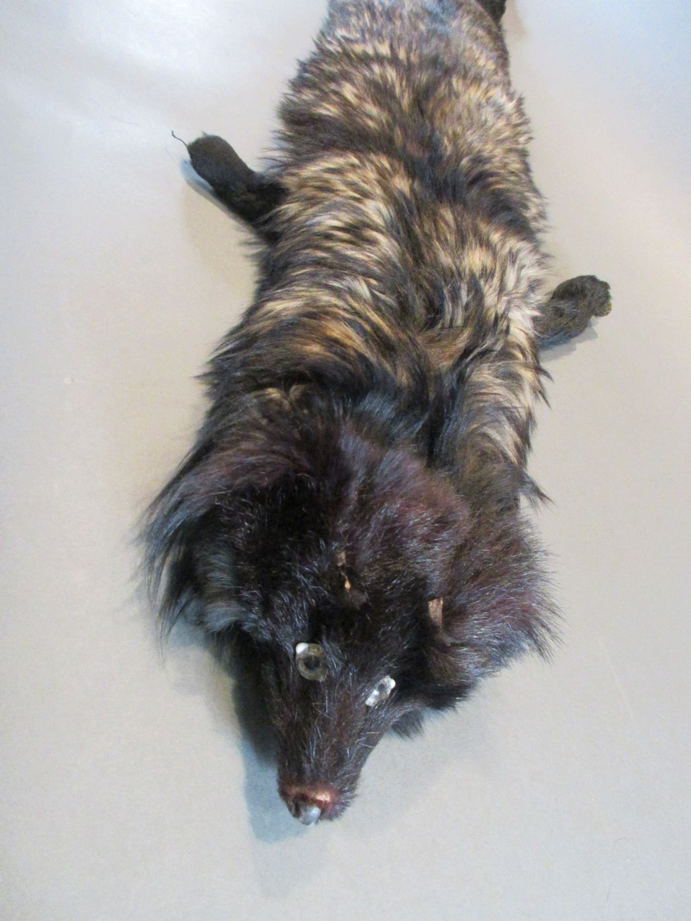 Tanned Cross Fox Hide- 37"- Missing Tail Tip