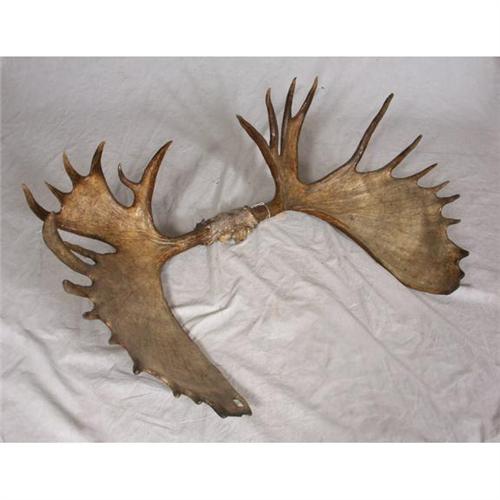LARGE MOOSE RACK ANTLERS UNMOUNTED