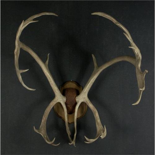 LARGE MOUNTED CARIBOU RACK ANTLERS