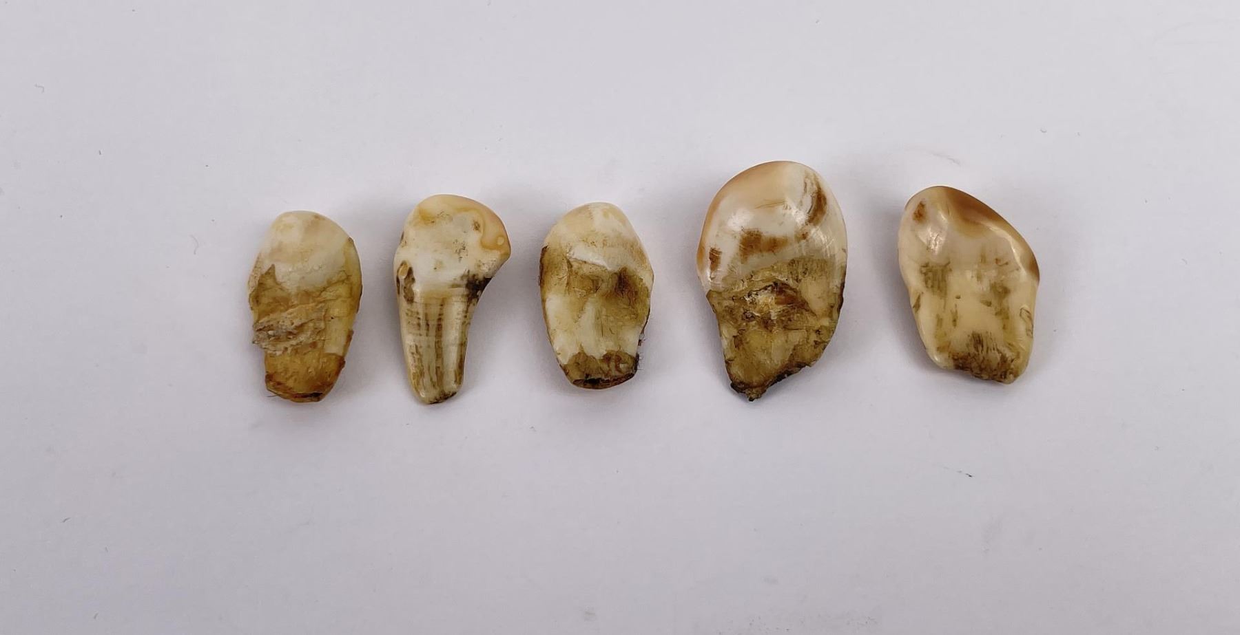 Lot of 5 Montana Bull Elk Teeth