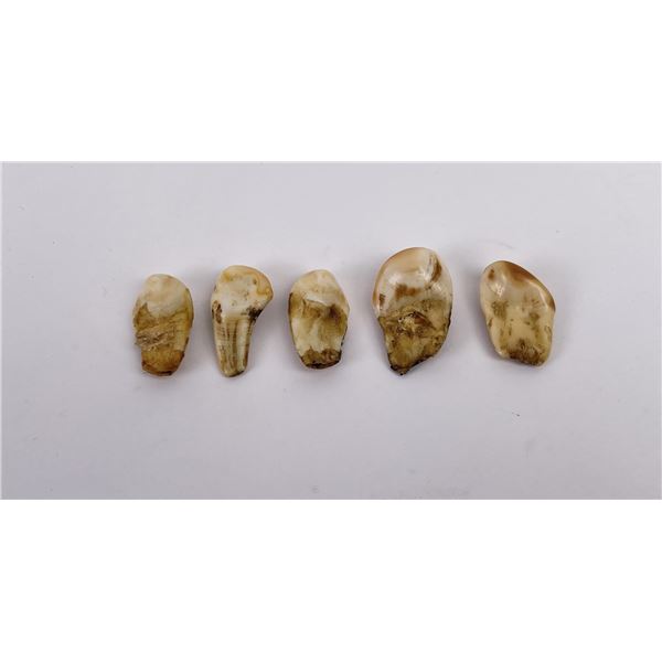 Lot of 5 Montana Bull Elk Teeth