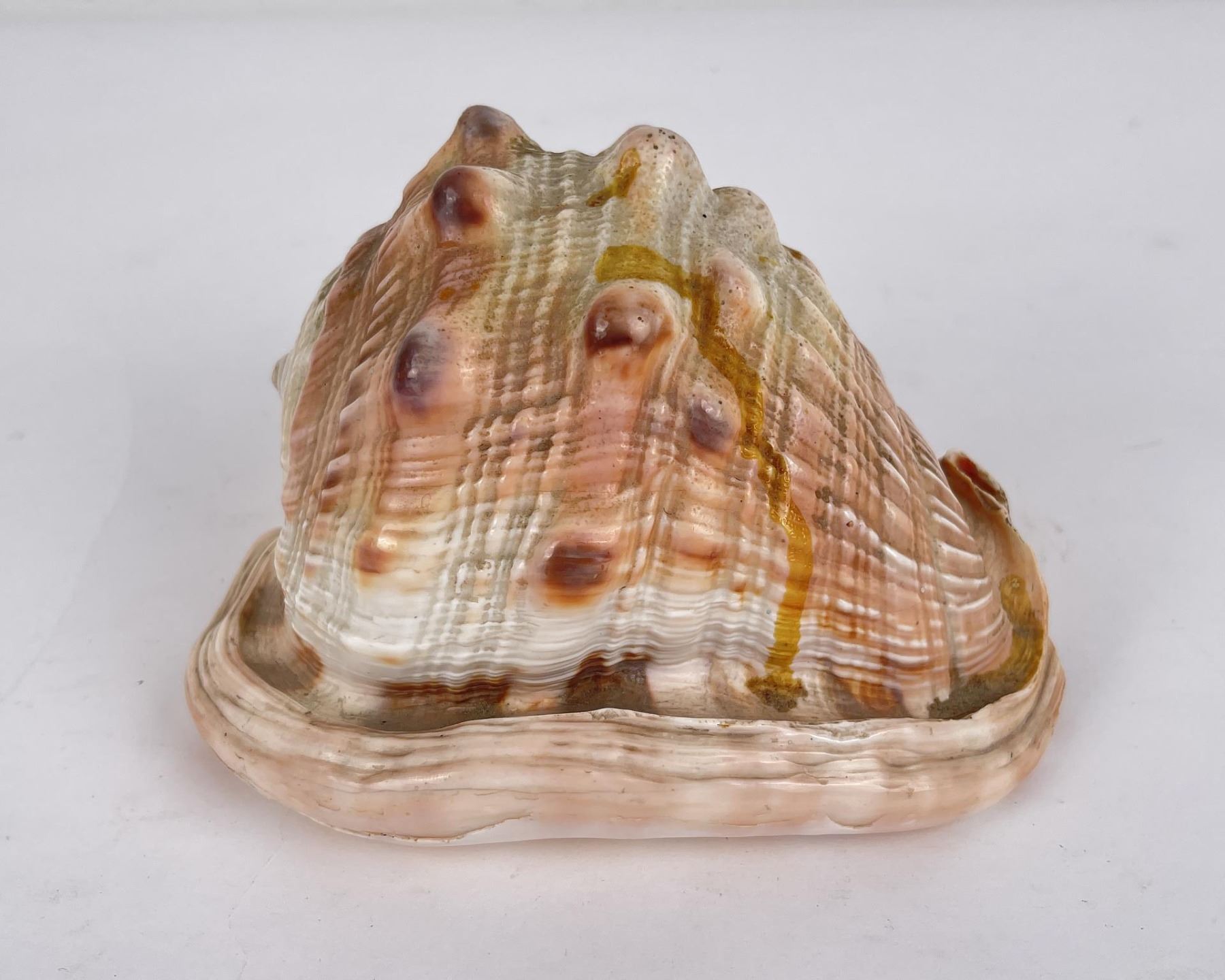 Cassis tuberosa King Helmet Conch Sea Shell