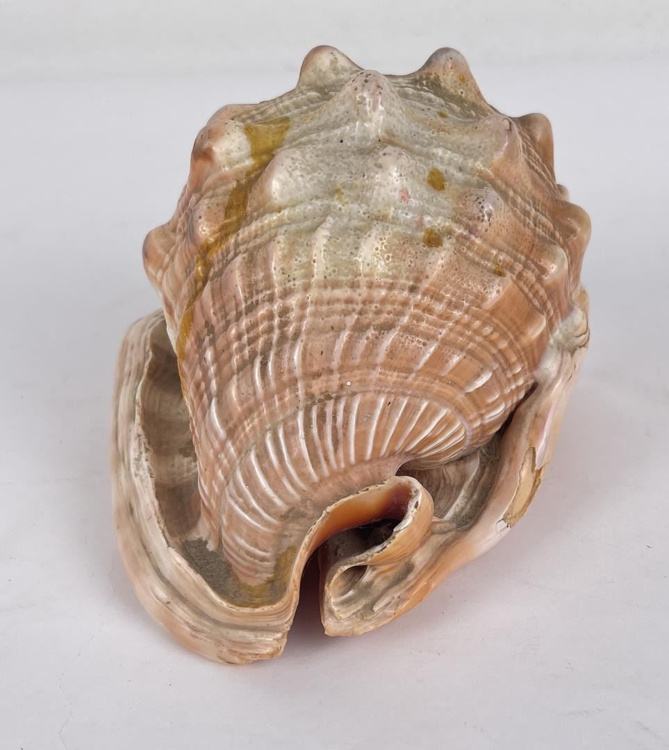 Cassis tuberosa King Helmet Conch Sea Shell